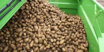 Brasil: O Grupo Rocheto é o maior produtor de batata no país, com 260. ...